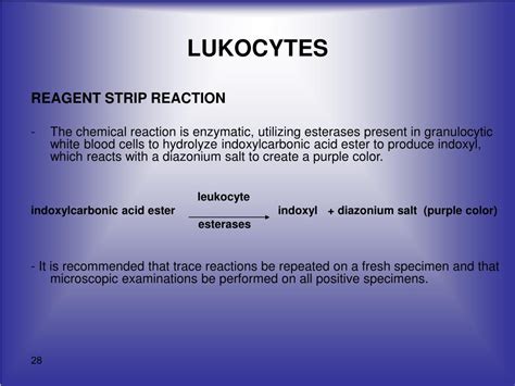 Ppt Urinalysis Mlt 305 Lecture Two Powerpoint Presentation Free