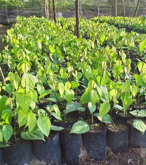 Jual Bibit Lada Perdu Merica Perdu Berkualitas Unggul Kartani Co Id