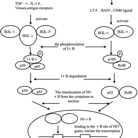 Nf B Signaling Pathways Download Scientific Diagram