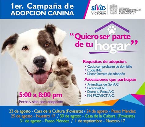 Fomenta Ayuntamiento adopción Responsable de perritos Centro Noticias