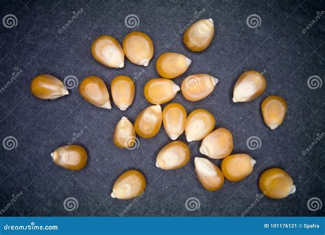 Dry Corn On A Slate Floor Stock Image Image Of Macro 101176121