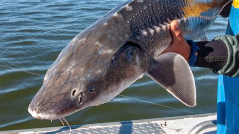 Can You Keep Sturgeon In Quebec At Carlo Simmons Blog