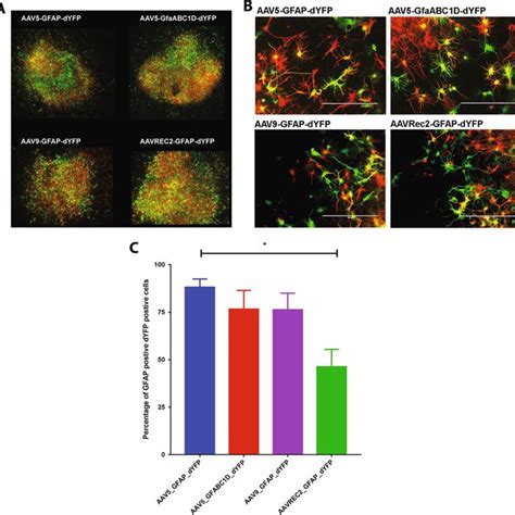 Aav5 Vector Dyfp Expression Driven By Gfap Or Gfaabc 1 D Promoters