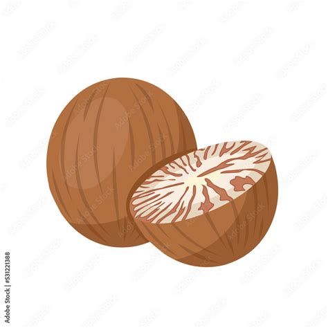 Vector Illustration Dried Betel Nut Also Known As Areca Nut Scientific Name Areca Catechu
