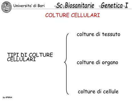 Ppt Colture Cellulari Powerpoint Presentation Free Download Id913689