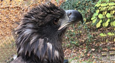 Bald Eagles American Eagle Foundation