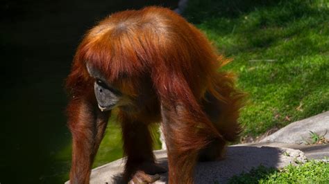 How Many Chromosomes Are Found In Chimpanzee Sex Cells