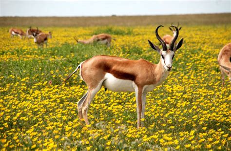 گالری عکس حیوانات اهلی و وحشی برای پروفایل و والپیپر ستاره