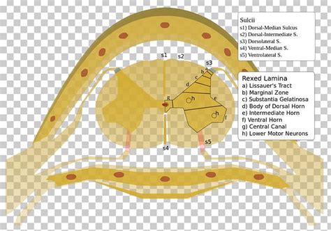 Rexed Laminae Spinal Cord Medulla Oblongata Vertebral Column Png
