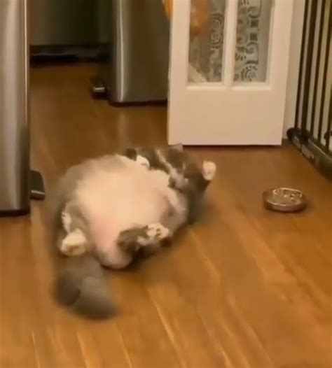 толстый и ленивый кот Youtube