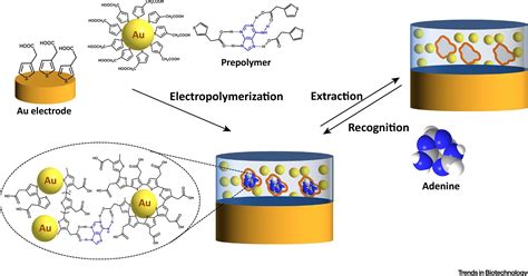 Molecularly Imprinted Polymers In Electrochemical And Optical Sensors Trends In Biotechnology