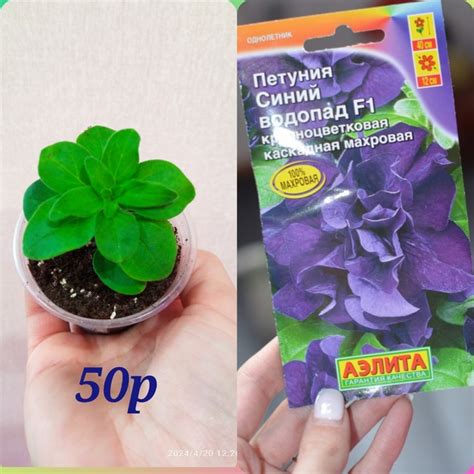 Петуния укорененные черенки Затверечье Пеларгонии и традесканции в