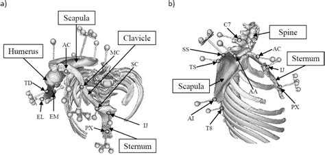 Procedure To Describe Clavicular Motion Journal Of Shoulder And Elbow