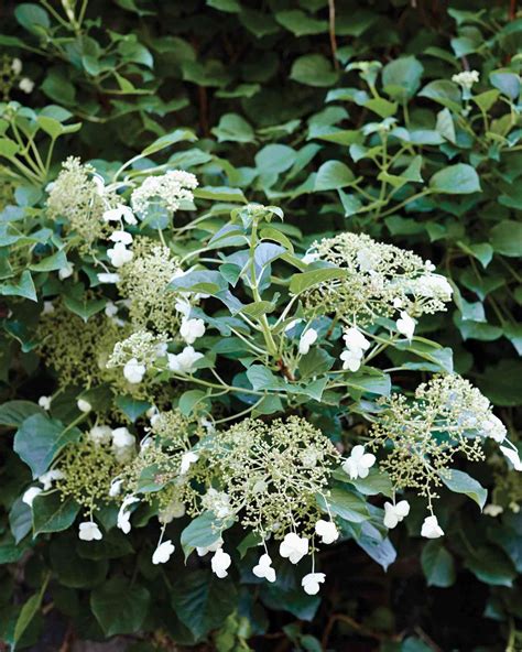 How To Grow Climbing Hydrangeas According To Martha