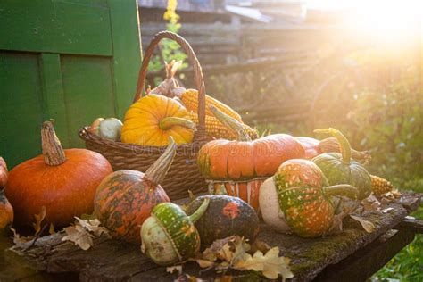 Autumn Harvest Colorful Squashes And Pumpkins In Different Varieties