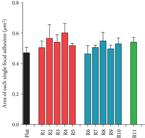 Focal Adhesions 24 H Of Culture A Fluorescence Staining For Download Scientific Diagram