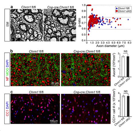 Myelin Ultrastructure In Chrm1 Cko Spinal Cords Is Normal In Adult