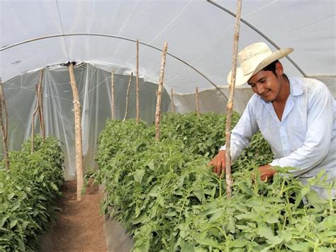 Experiencias En La Agricultura Sostenible Beneficios Y Práctica