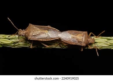 Bug Sex Images Stock Photos Vectors Shutterstock