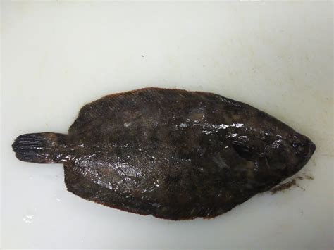 ババガレイとナメタガレイの違いは？ 魚と野菜のブログ
