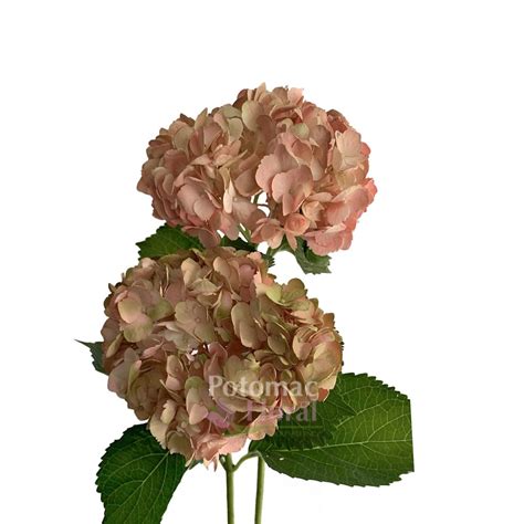 Hydrangea Tinted Apple Pink Potomac Floral Wholesale