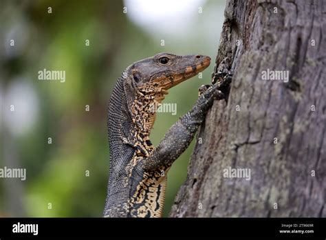 Portrait Of A Striped Monitor Lizard Or Water Monitor Varanus Salvator