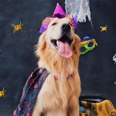 Sexta feira 13 e a bruxa tá solta Golden Retriever Dog in Halloween