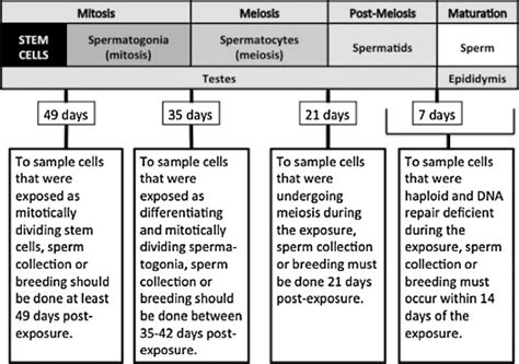 Depiction Of The Phases Of Mouse Spermatogenesis The Length Of Time