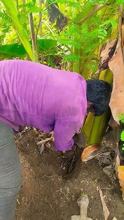 வாழை மரம் பராமரிப்பு வாழை Vivasayamkappom Vivasayi Vivasayam
