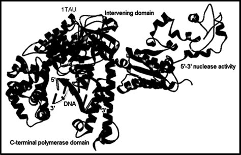 2 The 3d Structure Of The Taq Dna Polymerase Pdb Id 1taq Has Been Download Scientific