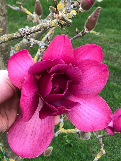 Botanic Treasures Les Botaniques De Varengeville