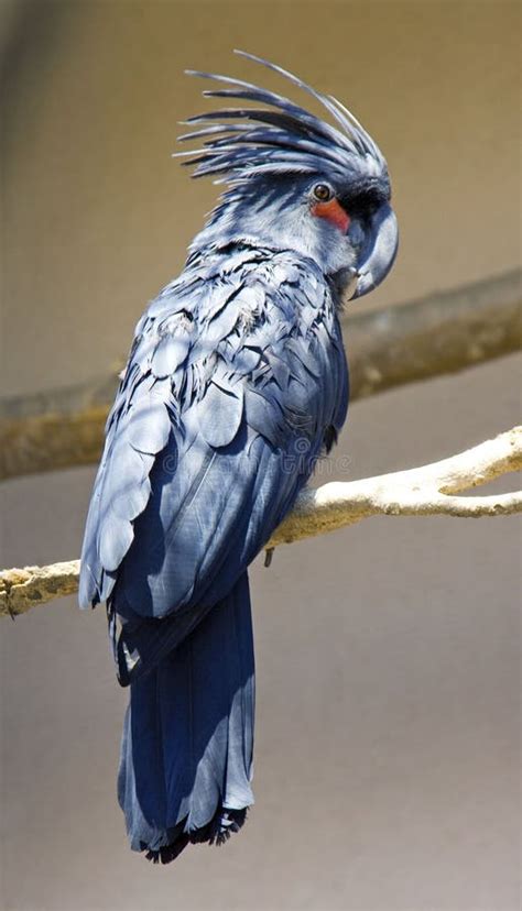 Black Palm Cockatoo Bird Parrot Large Cockatoos Stock Image Image Of