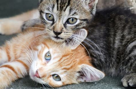 I gatti ci vedono come loro simili solo più grandi e goffi Perché
