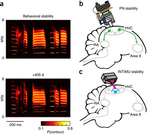 Approach To Measuring The Stability Of Neural Firing Patterns Download Scientific Diagram