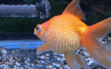 松かさ病の原因と対策 GOLDFISH dictionary