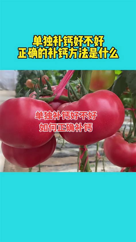 单独补钙好不好，应该如何正确补钙，我们的方法是这样的，你还有什么高招，可以分享一下 关注我每天为你分享更多农业知识 了解种植技术点红心关注 心