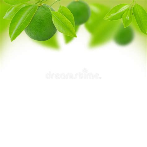 Lime Abstract Stock Image Image Of Fall Health Healthy 44498515