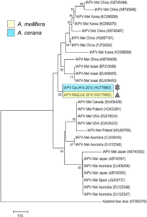 Phylogenetic Tree Of Iapv Isolates Isolates From Zhejiang Province