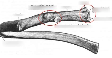 Anatomy Of A Typical Rib 3 9 Diagram Quizlet