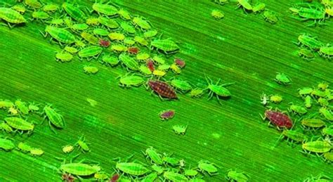 Create Meme Tolerantnosti Tolerantnosti Aphids Popeline