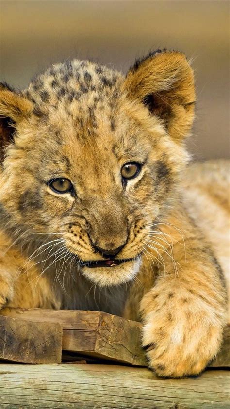 Cute Lion Iphone Wallpapers Top Free Cute Lion Iphone Backgrounds