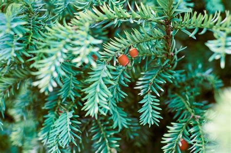 Premium Photo European Yew Tree Taxus Baccata Evergreen Yew Close Up Toned Green Yew Tree