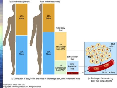 Physiology Facts Body Fluids