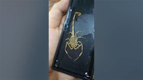 Isometrus Maculatus Lesser Brown Scorpion 🦂 Youtube