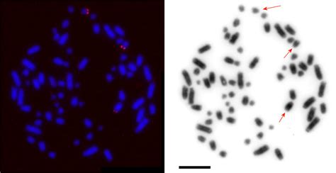 Localization Of Ribosomal Dna Clusters In The Mourning Gecko