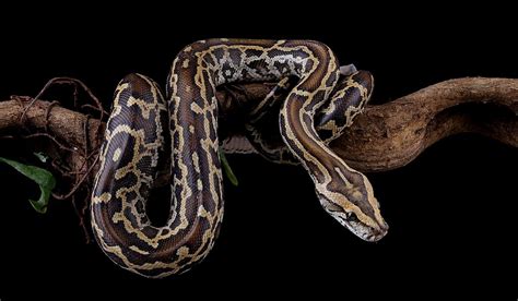 How Burmese Pythons Took Over The Florida Everglades Flipboard