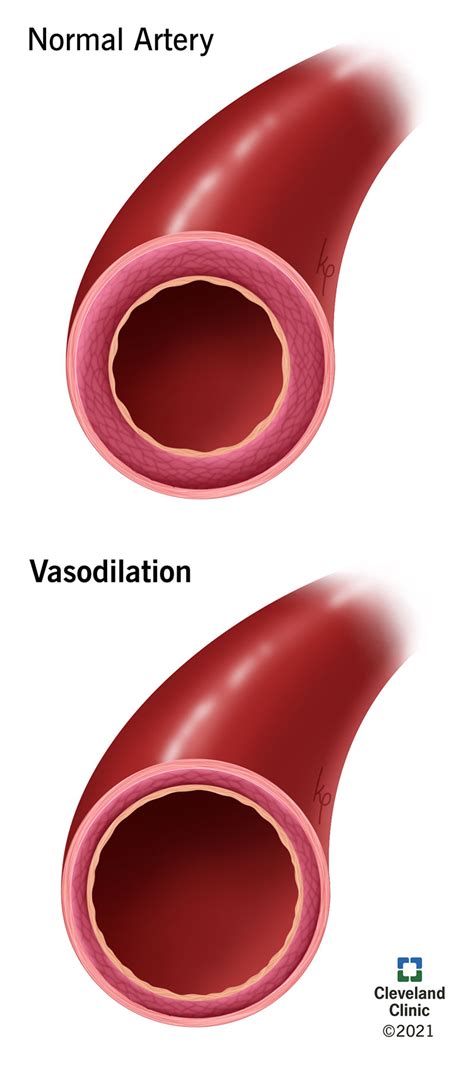 Blood Vessels In Skin