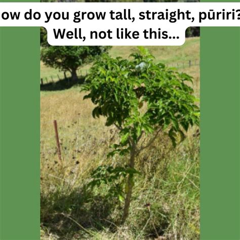 Tanes Tree Trust Tanes Tree Trust • Instagram Photos And Videos