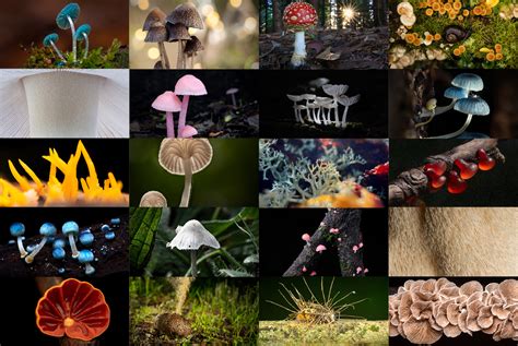 ¡todos A Votar Las 20 Mejores Fotos Del Concurso “reino Fungi En Chile