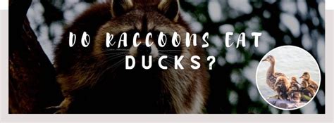 Do Raccoons Eat Ducks Toxic Or Healthy